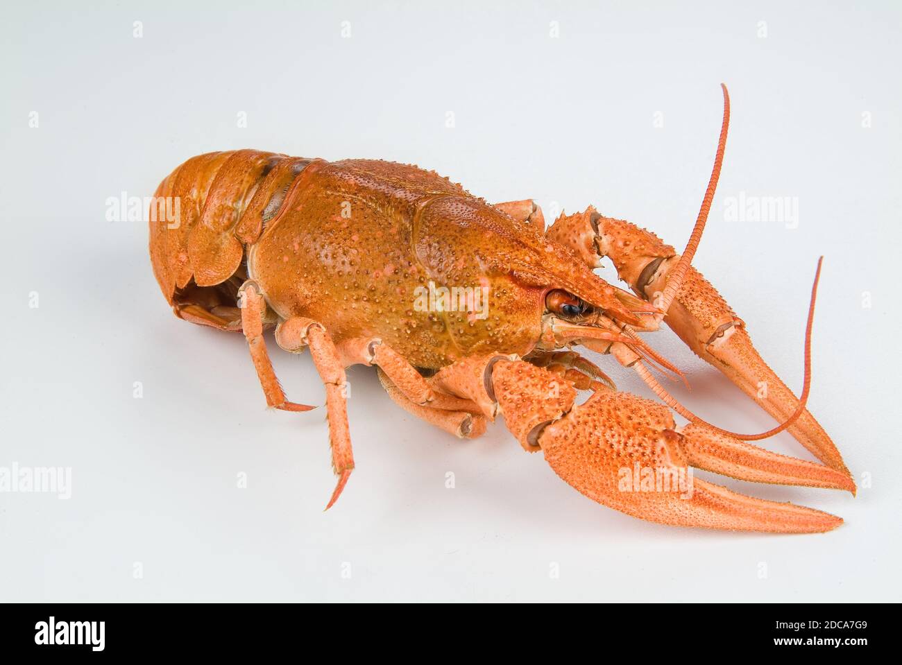 Cajun food corn crawfish crawfish hi-res stock photography and images ...
