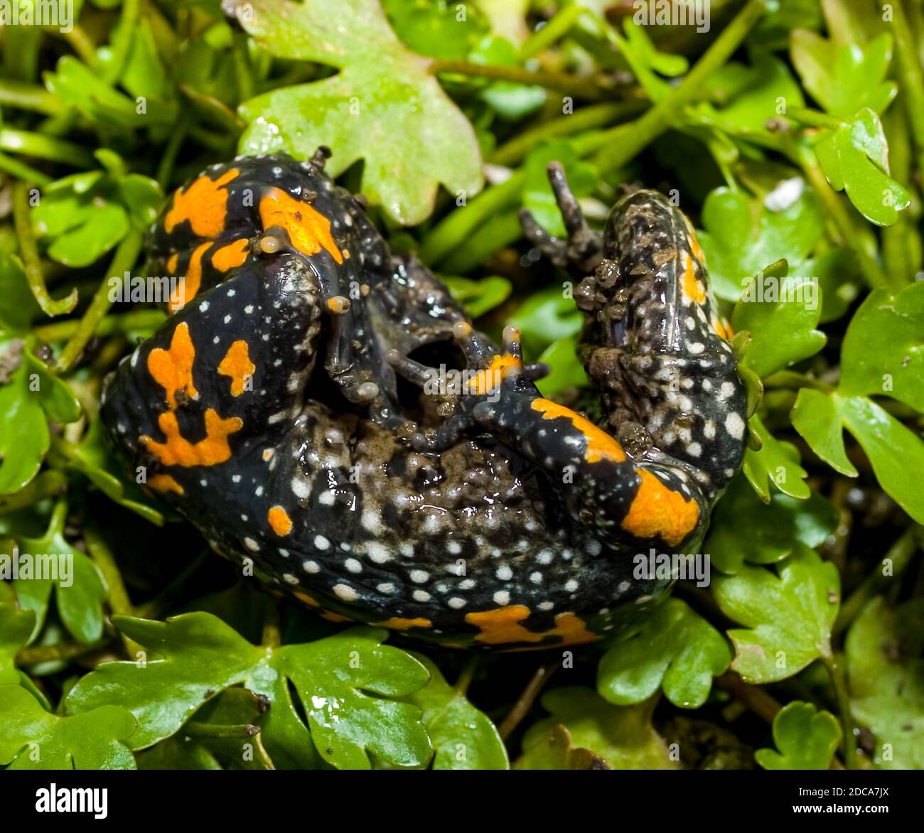 fire-bellied toad (bombina bombina Stock Photo - Alamy
