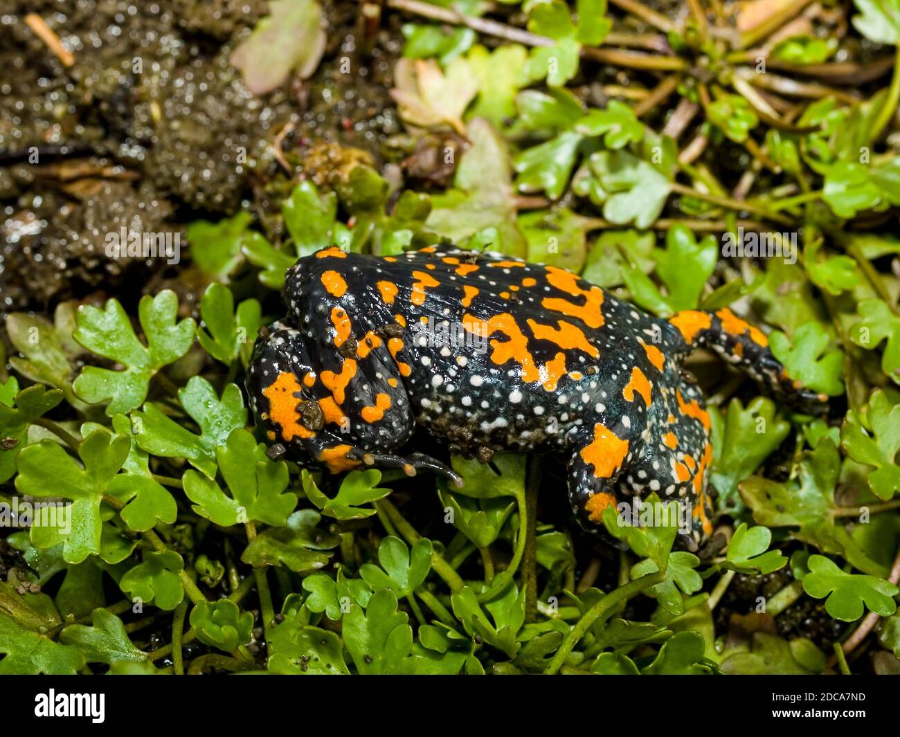fire-bellied toad (bombina bombina Stock Photo - Alamy