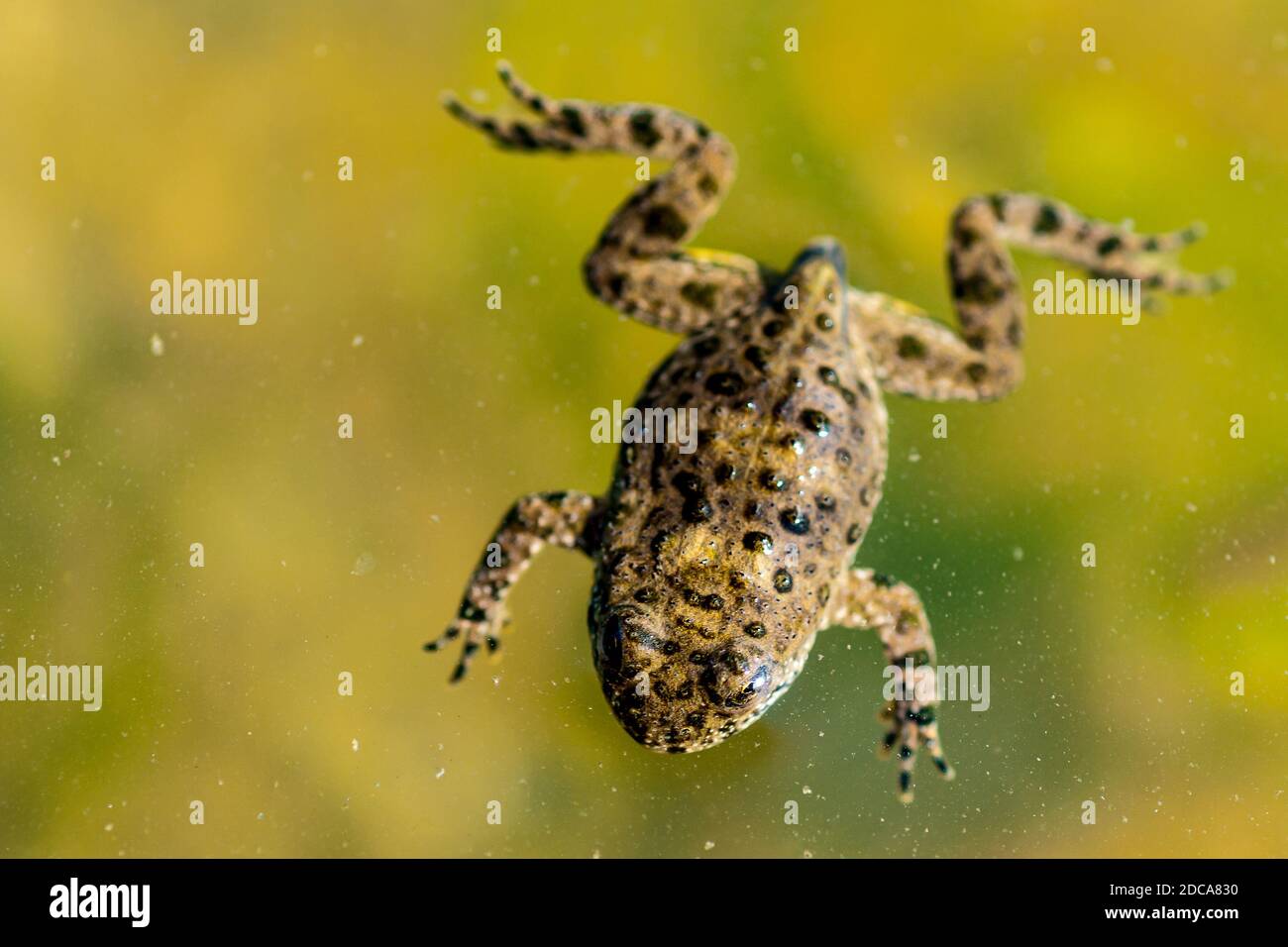 yellow-bellied toad (bombina variegata), junvenile Stock Photo - Alamy