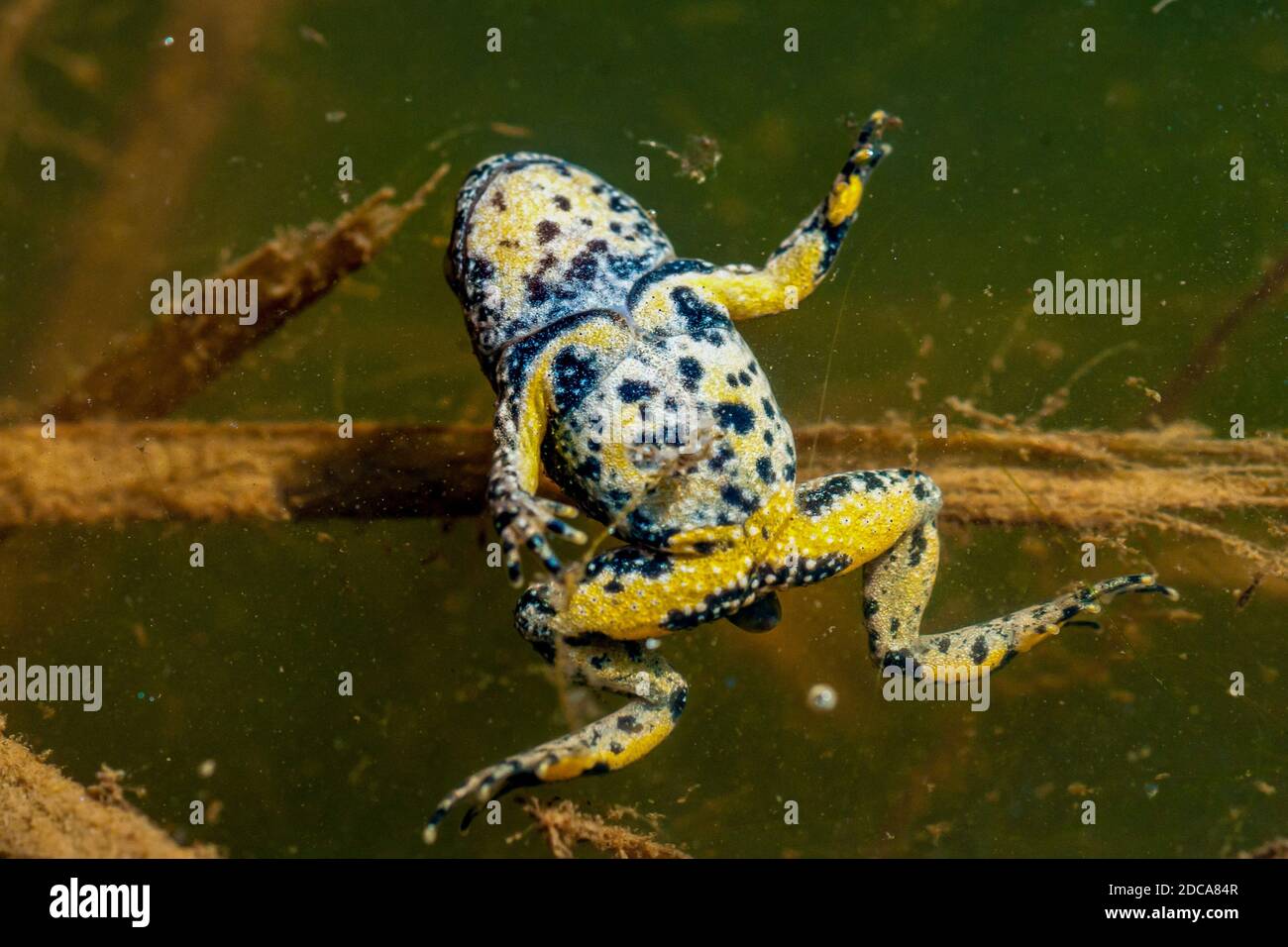 yellow-bellied toad (bombina variegata Stock Photo - Alamy