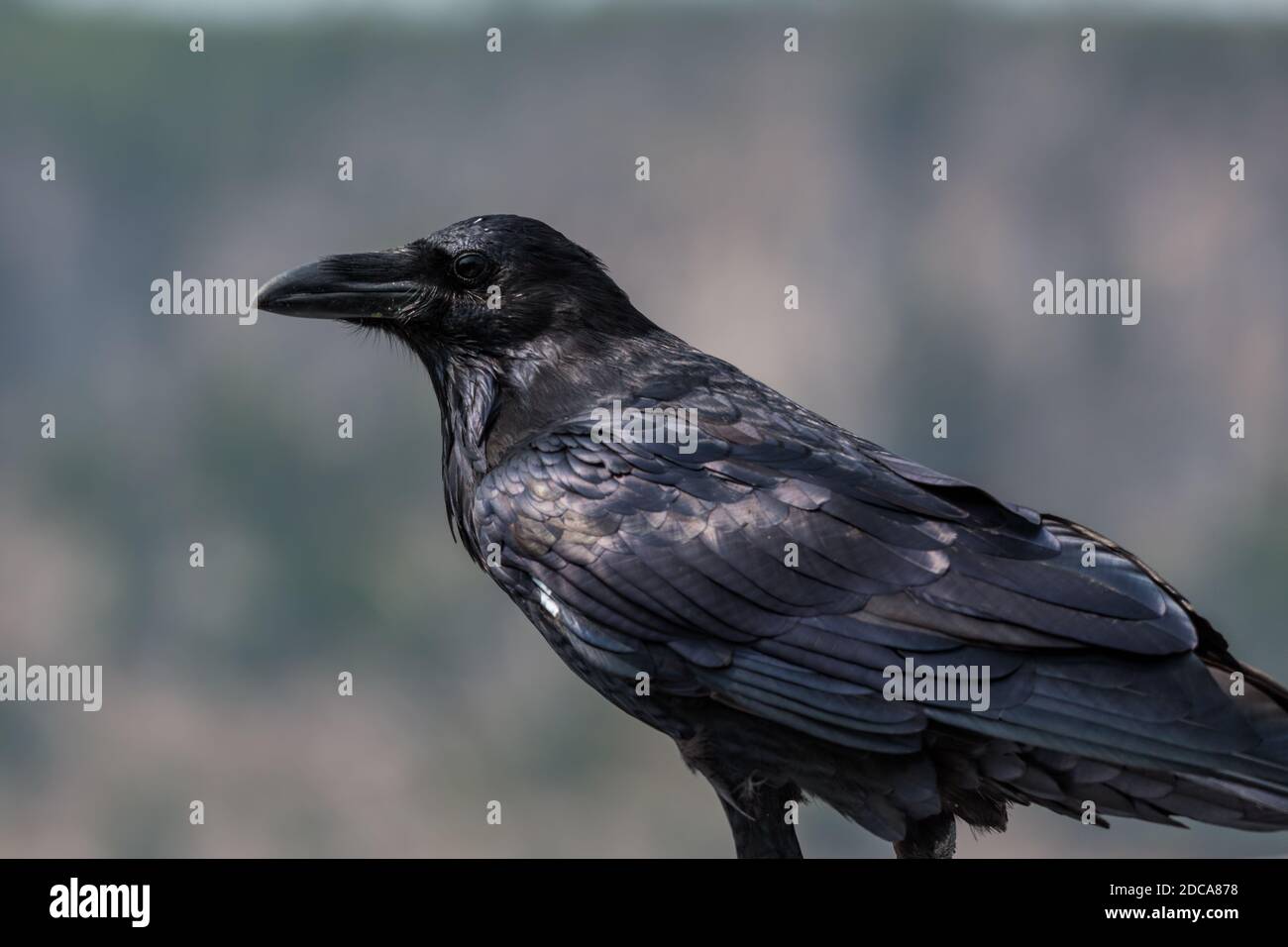 Yellowstone raven photography hi-res stock photography and images - Alamy