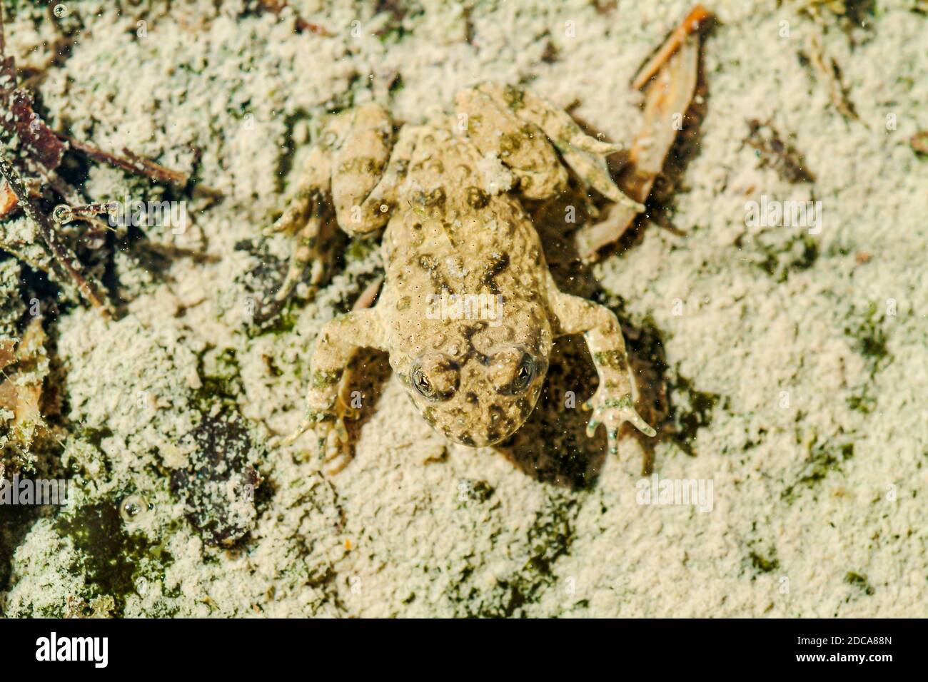 juvenile yellow-bellied toad (bombina variegata Stock Photo - Alamy