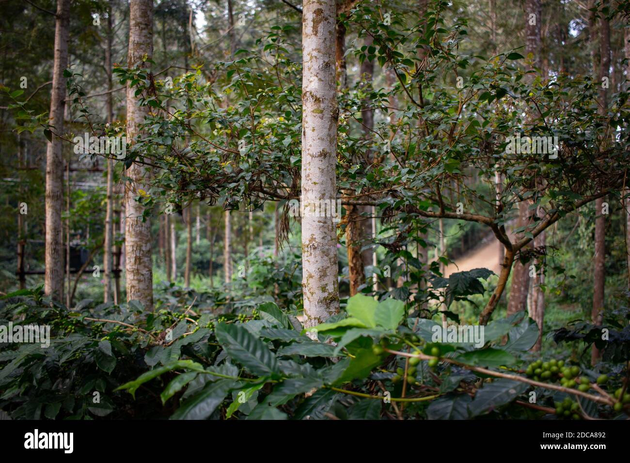 Beautiful view of the trees providing shade to coffee plantations in ...