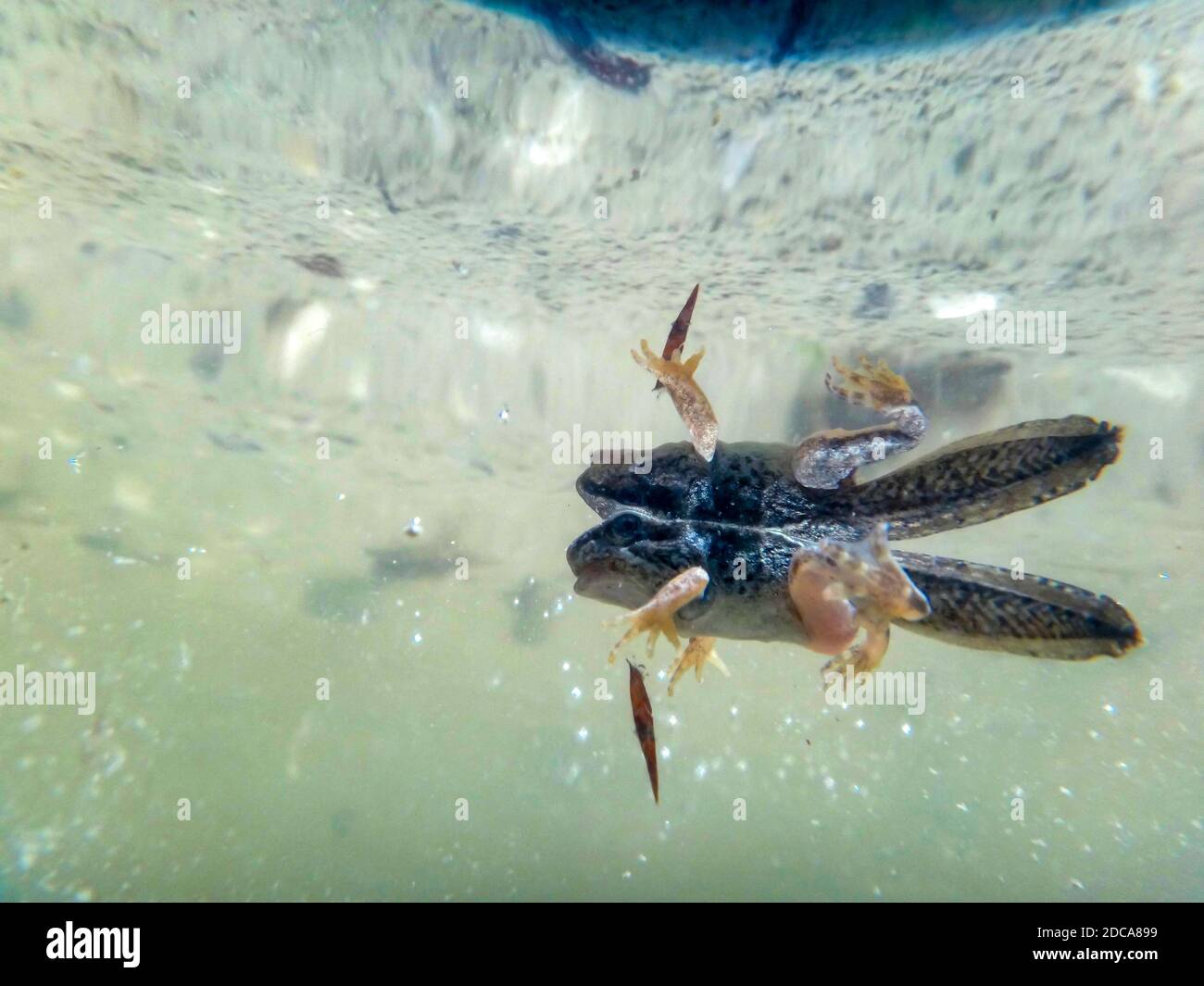 juvenile yellow-bellied toad (bombina variegata), tadpole Stock Photo ...