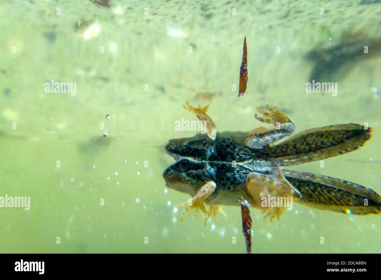 juvenile yellow-bellied toad (bombina variegata), tadpole Stock Photo ...