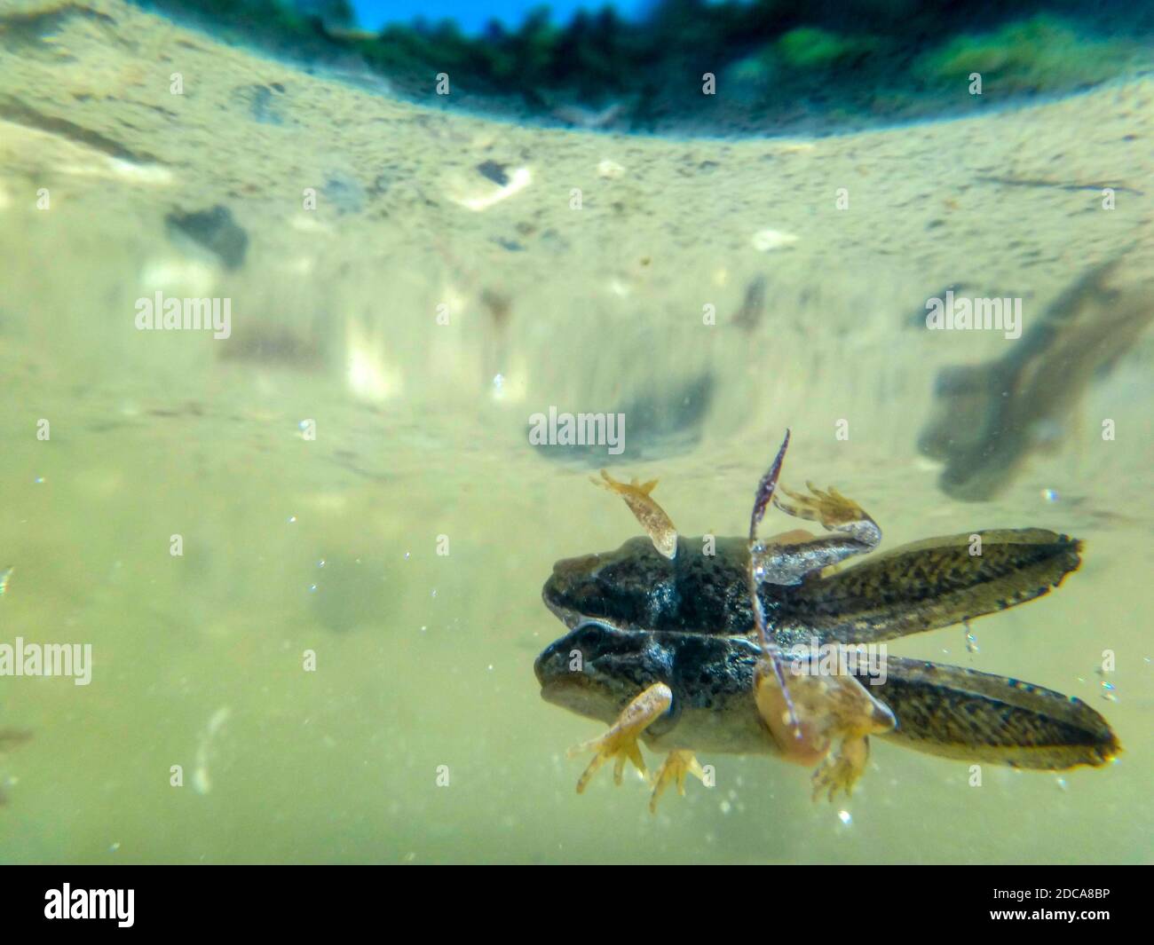 juvenile yellow-bellied toad (bombina variegata), tadpole Stock Photo ...