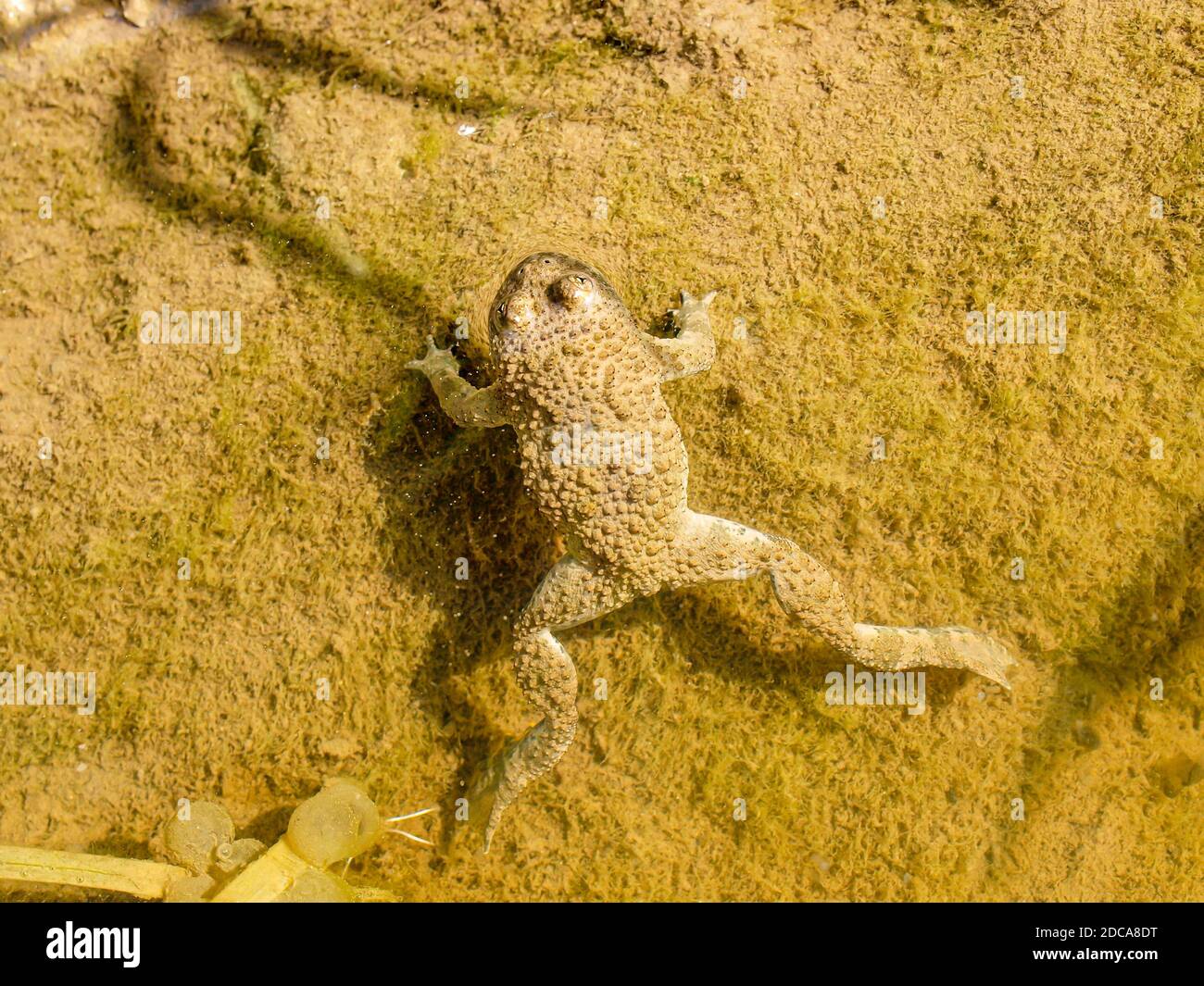 yellow-bellied toad (bombina variegata Stock Photo - Alamy