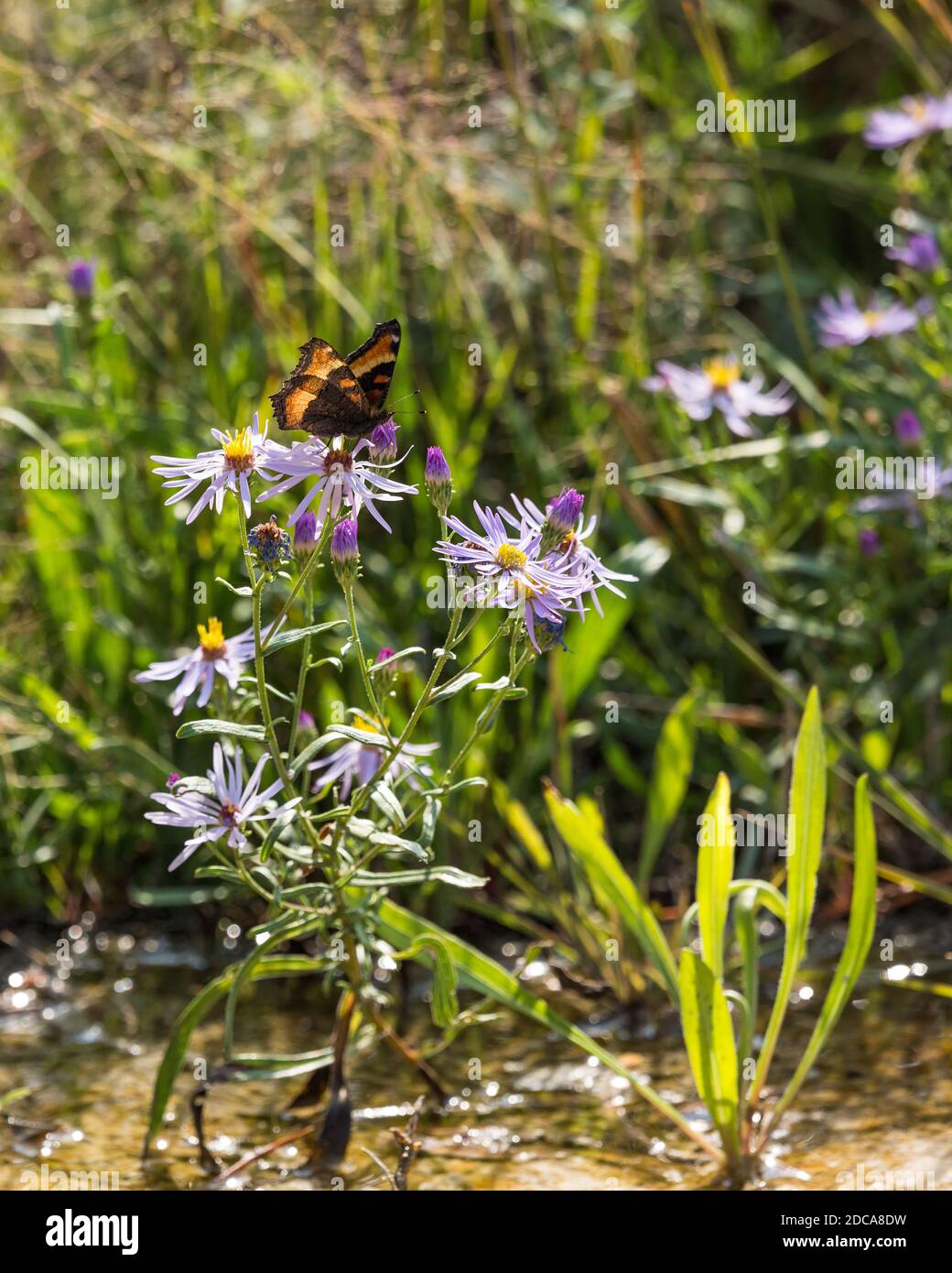 Fire at the biosphere hi-res stock photography and images - Alamy
