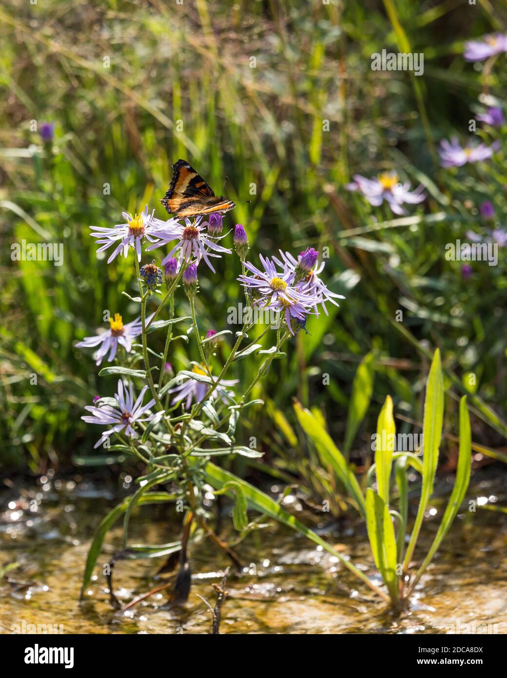Butterfly family trees hi-res stock photography and images - Alamy