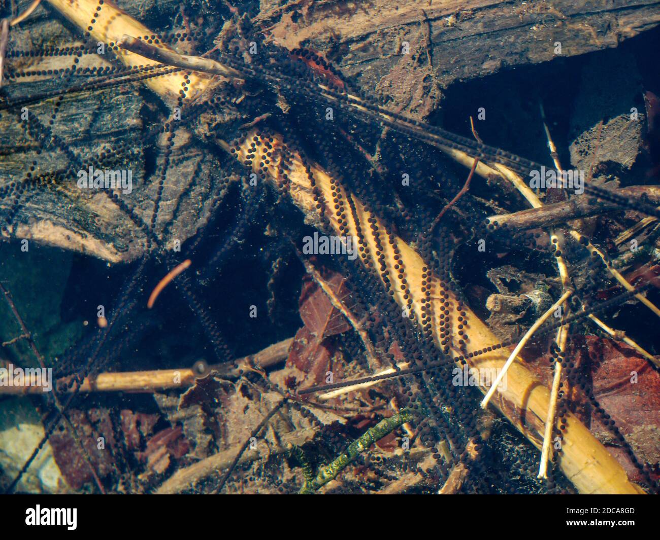 spawn of the common toad (Bufo bufo Stock Photo - Alamy