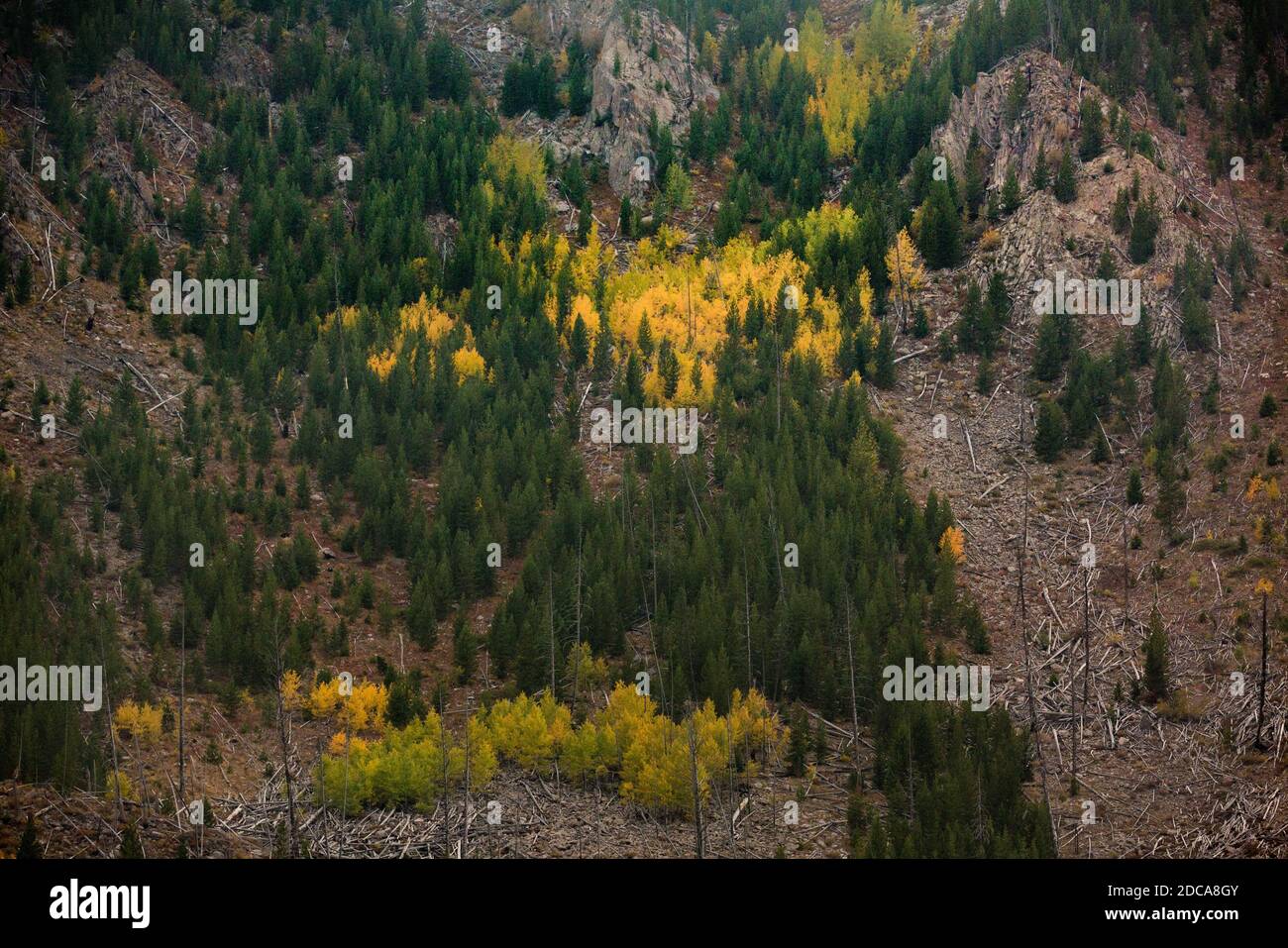 Populus tremuloides logs hi-res stock photography and images - Alamy