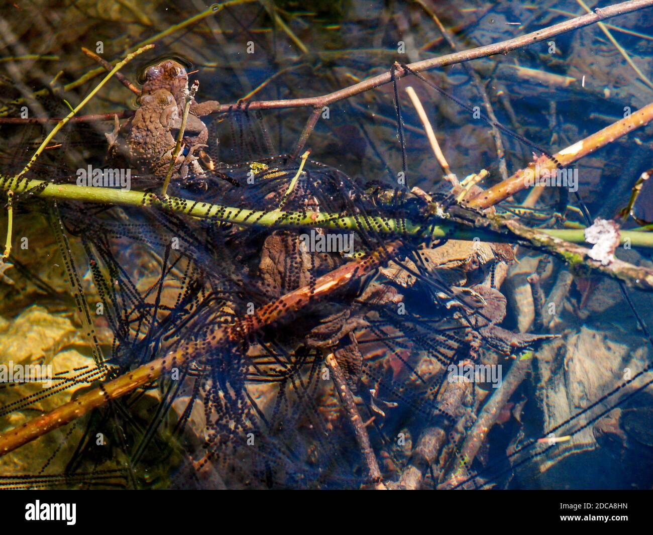 spawn of the common toad (Bufo bufo Stock Photo - Alamy