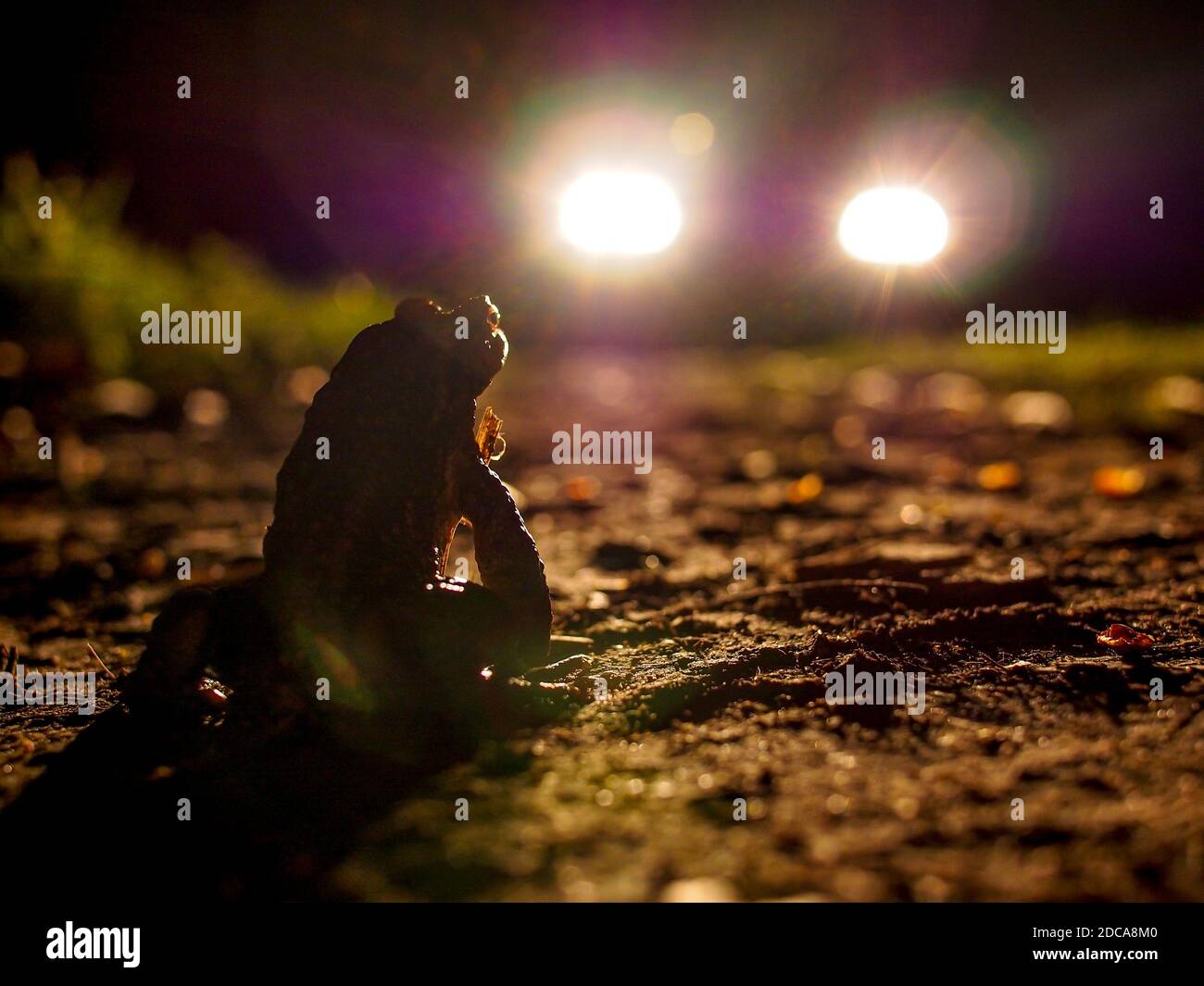 common toad (Bufo bufo) on a road, headlights of a car Stock Photo - Alamy