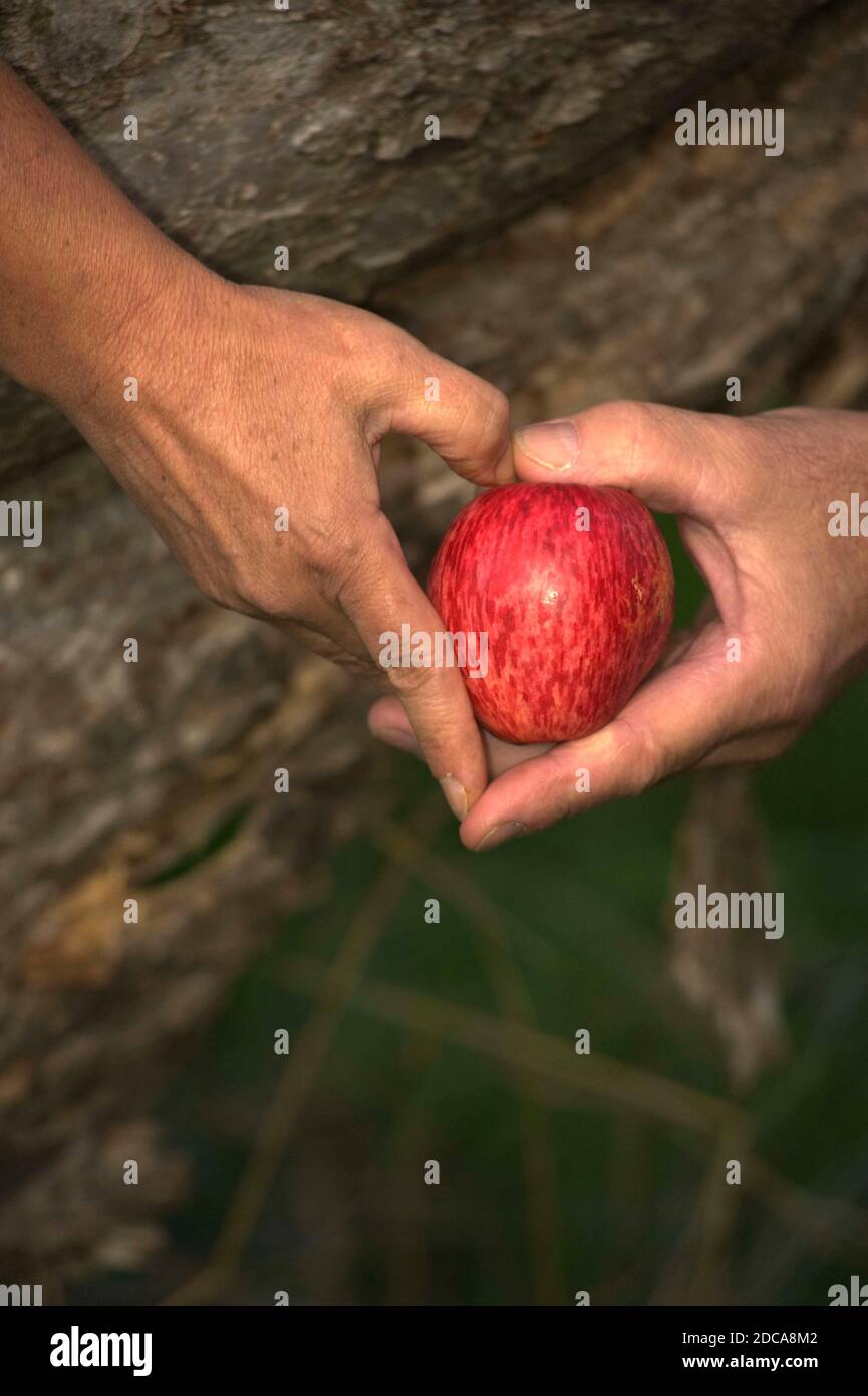 apple and fingers in shape of a heart, love symbol Stock Photo - Alamy