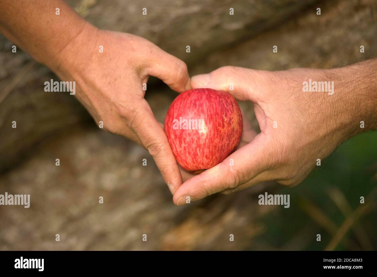 apple and fingers in shape of a heart, love symbol Stock Photo - Alamy