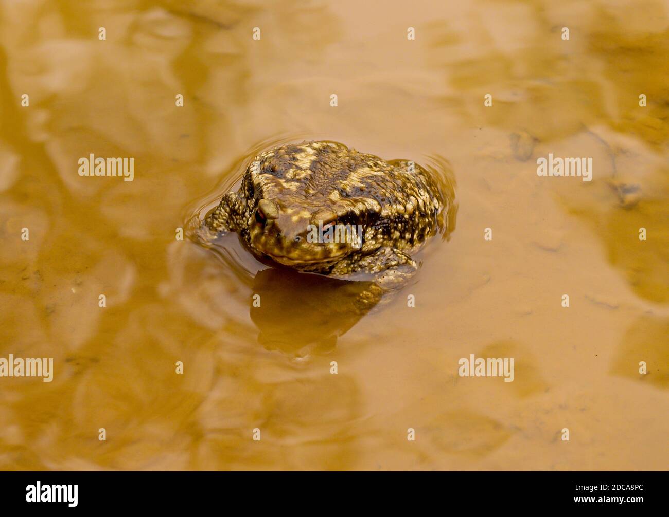 common toad (Bufo bufo spinosus Stock Photo - Alamy