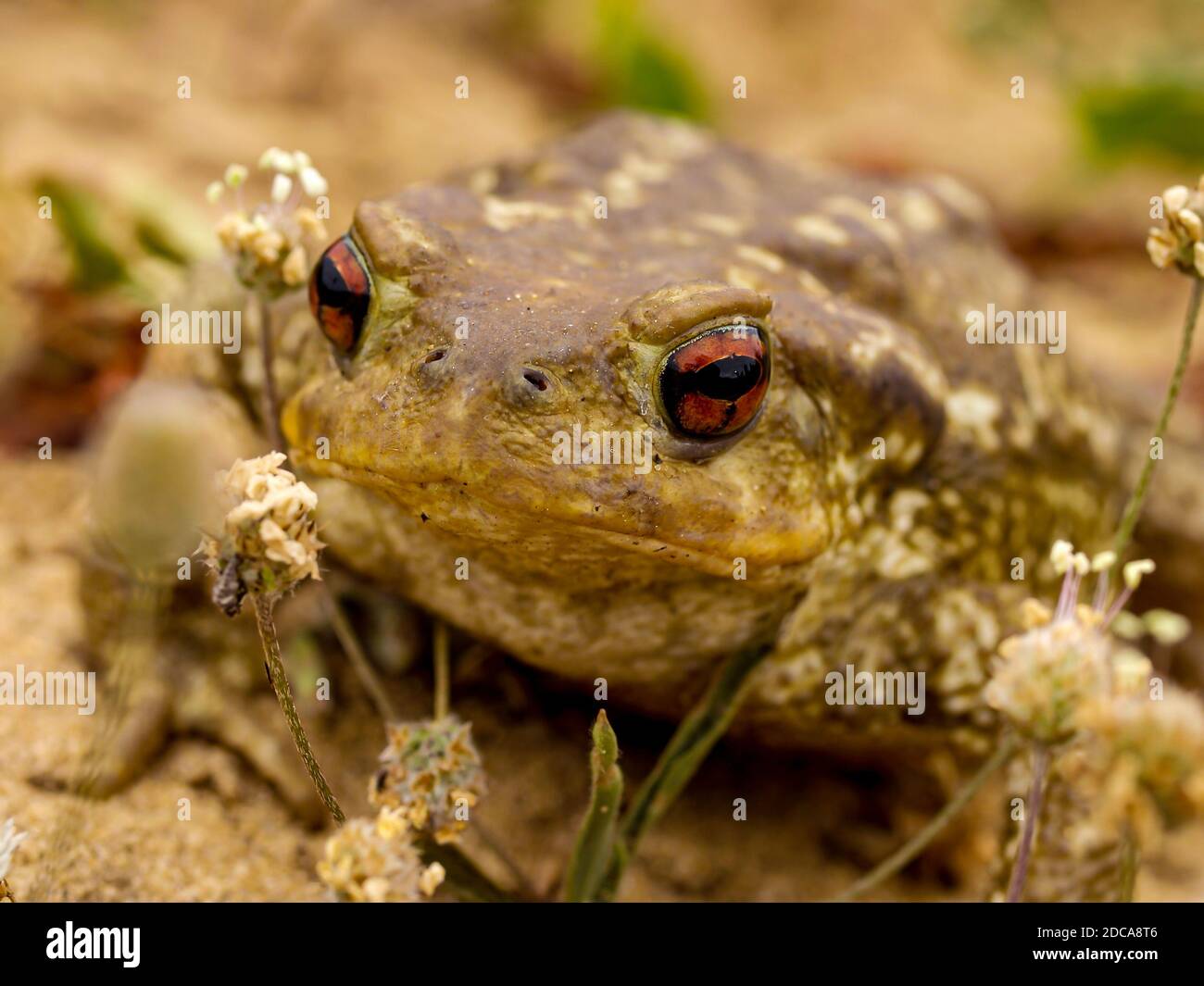 common toad (Bufo bufo spinosus Stock Photo - Alamy