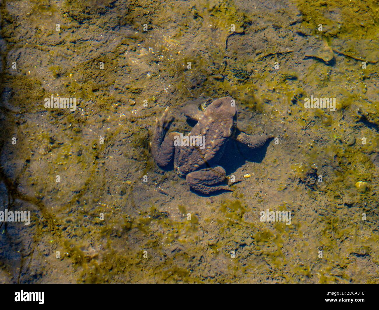 Bufo spinosus hi-res stock photography and images - Alamy