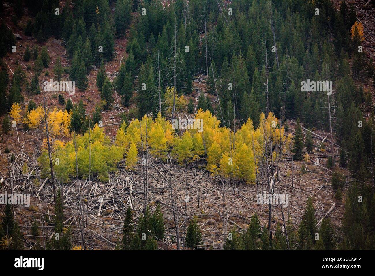 Pines and quaking aspen hi-res stock photography and images - Alamy