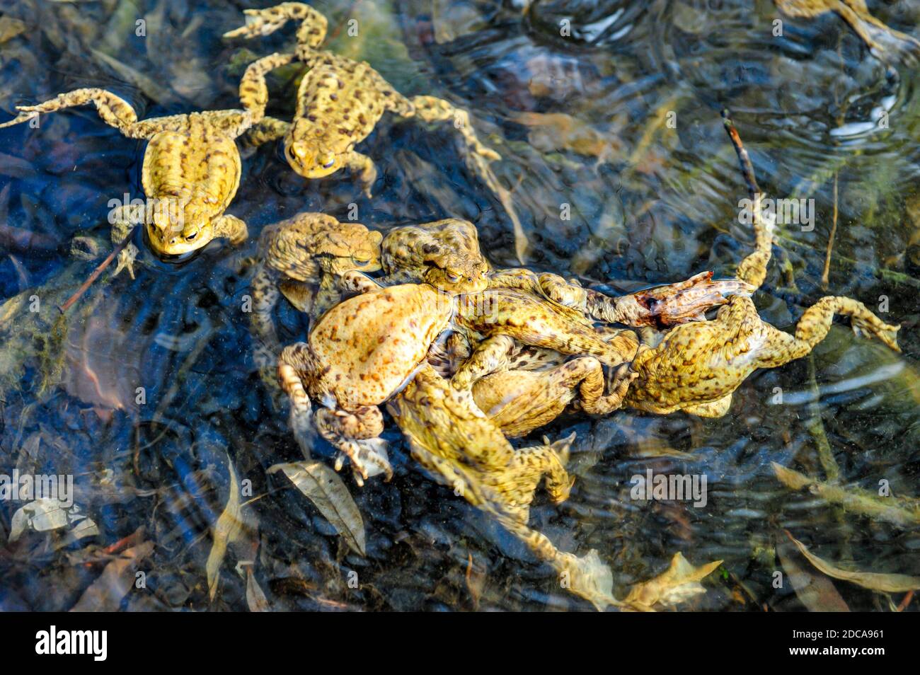 common toad (Bufo bufo), mating Stock Photo - Alamy