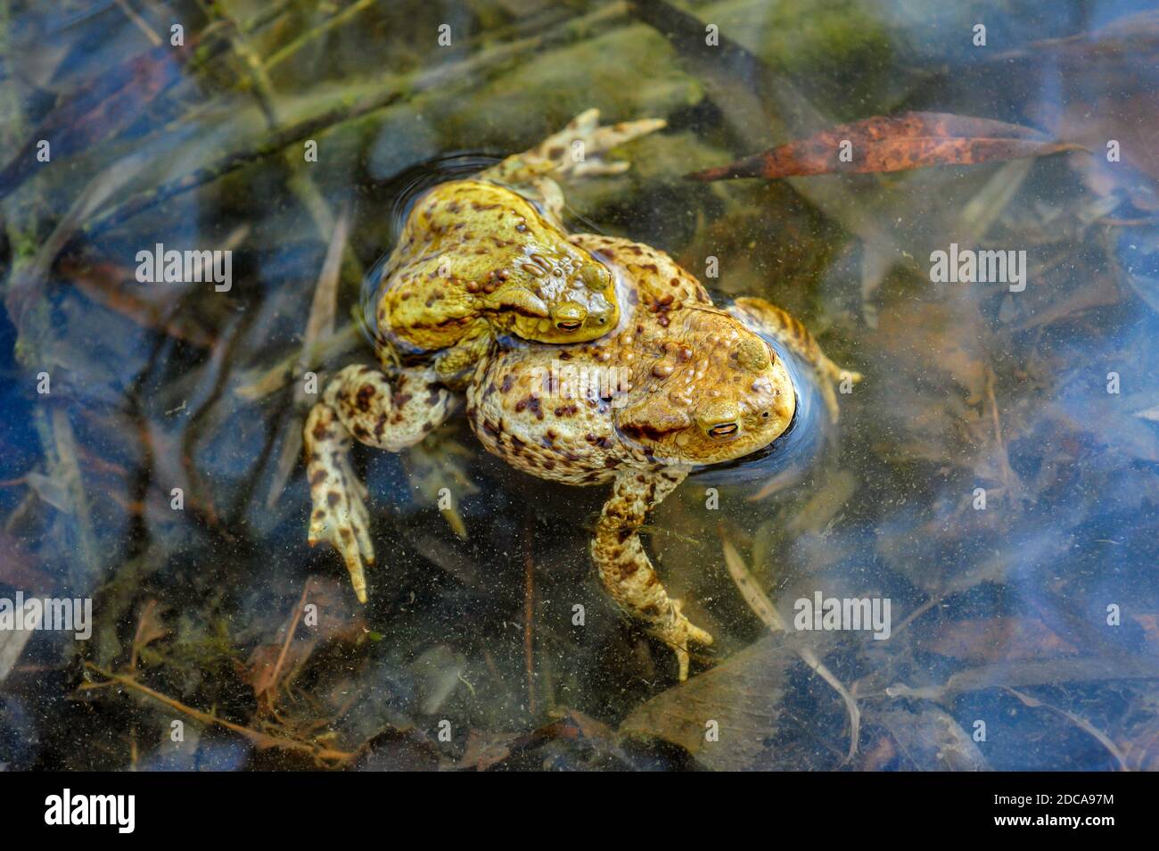 common toad (Bufo bufo), mating Stock Photo - Alamy