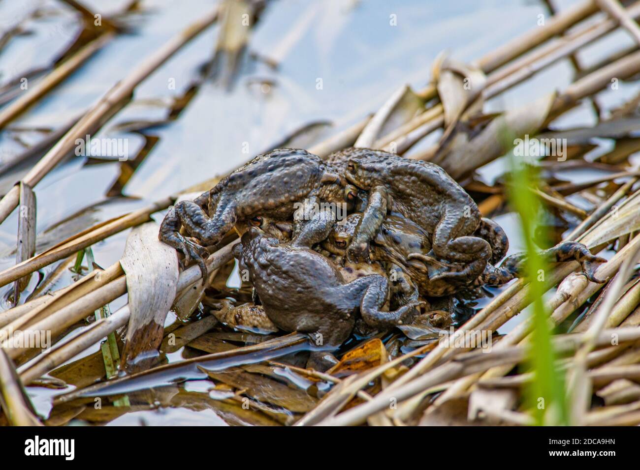 common toad (Bufo bufo), mating Stock Photo - Alamy