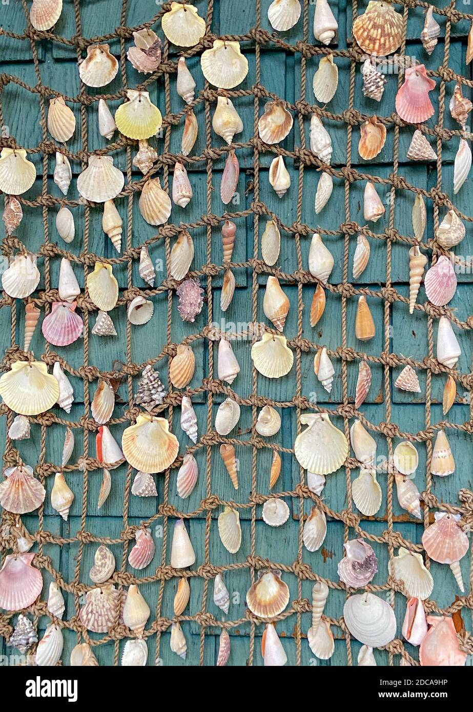 Background with seashells attached to the net Stock Photo - Alamy