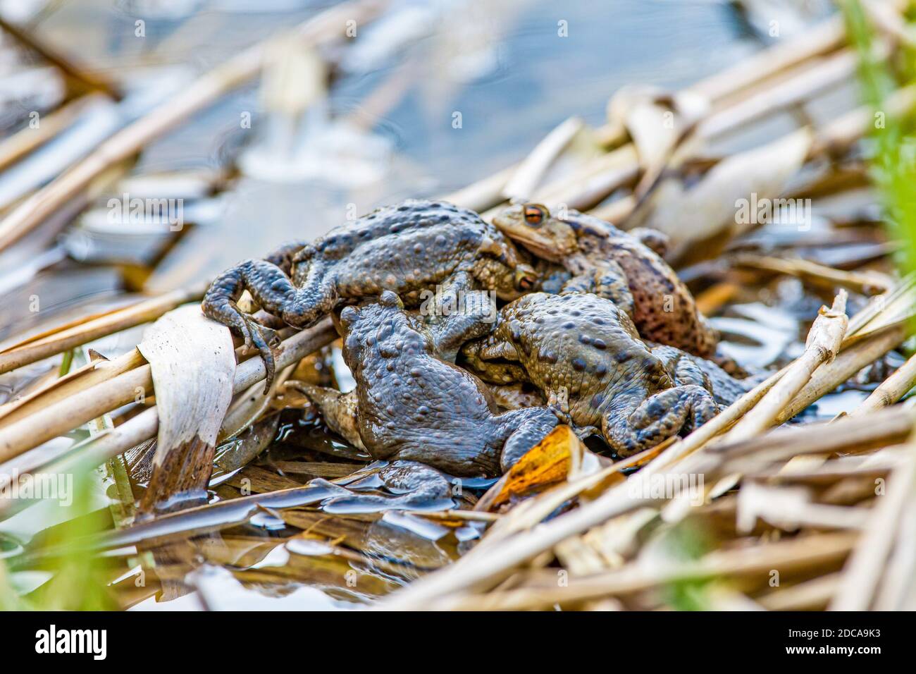 common toad (Bufo bufo), mating Stock Photo - Alamy