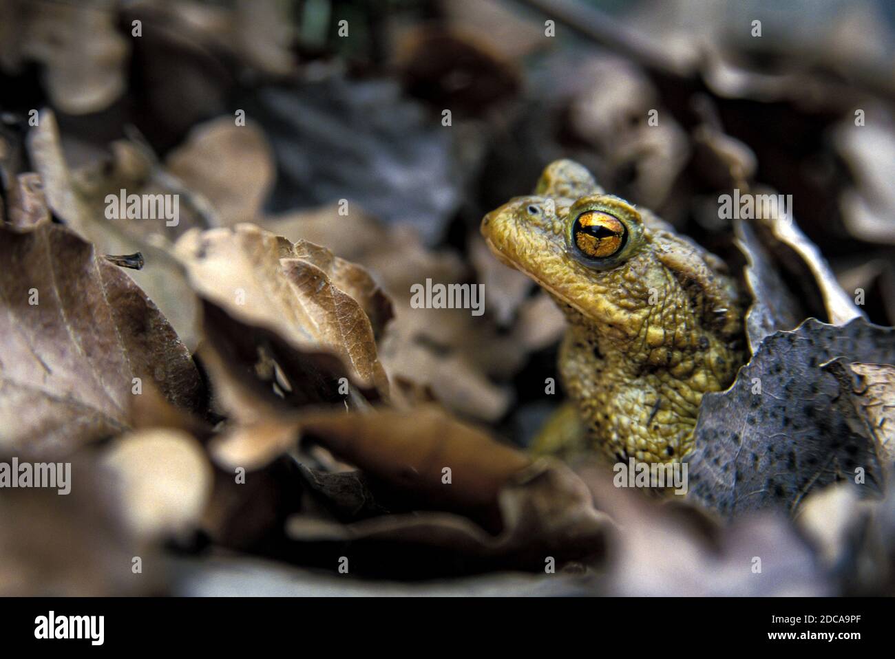 common toad (Bufo bufo Stock Photo - Alamy