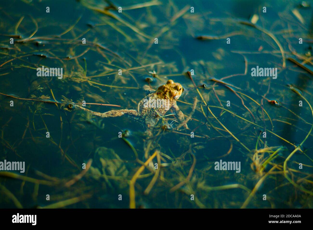 common toad (Bufo bufo) mating Stock Photo - Alamy