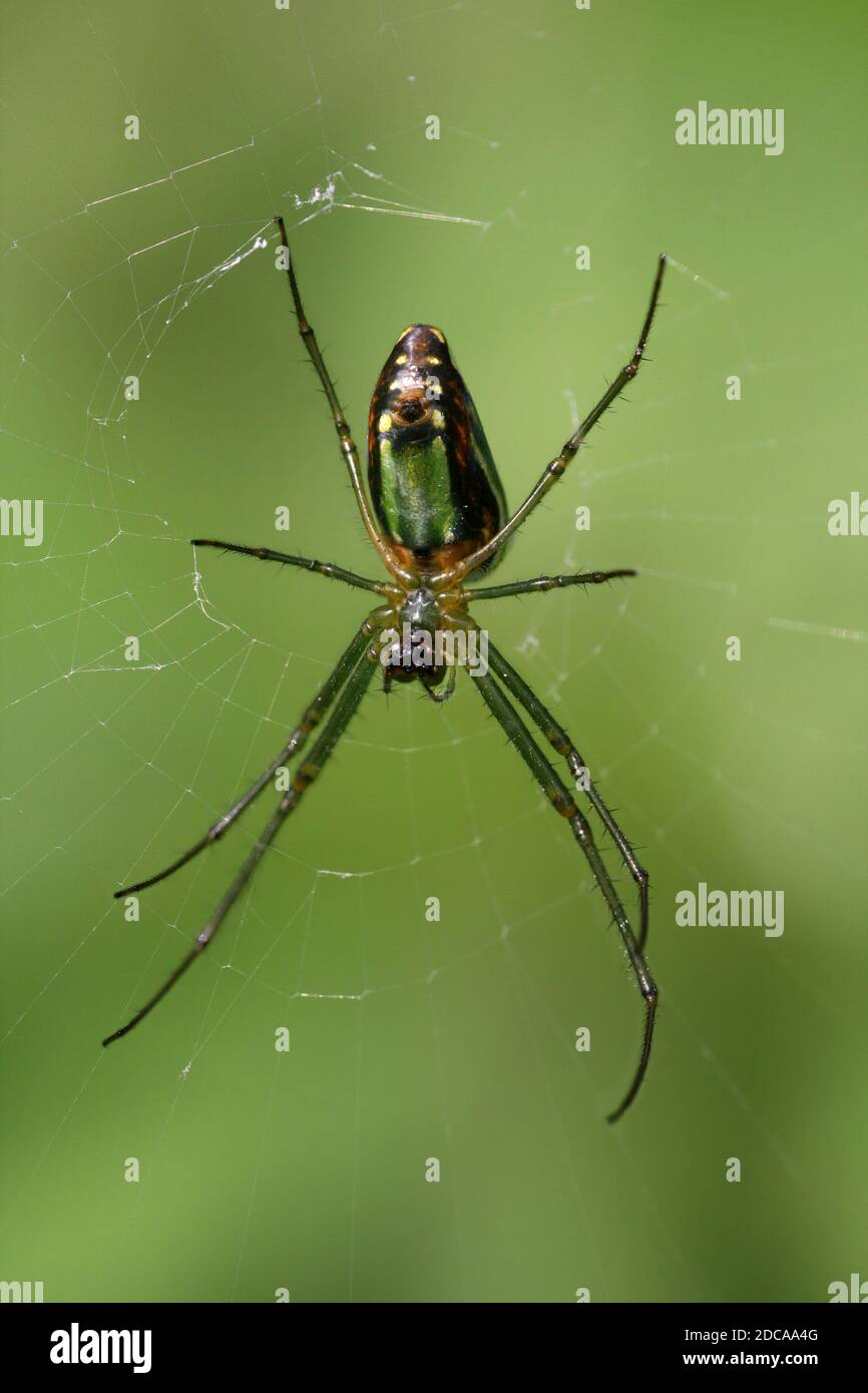 Tropical Spider High Resolution Stock Photography and Images - Alamy
