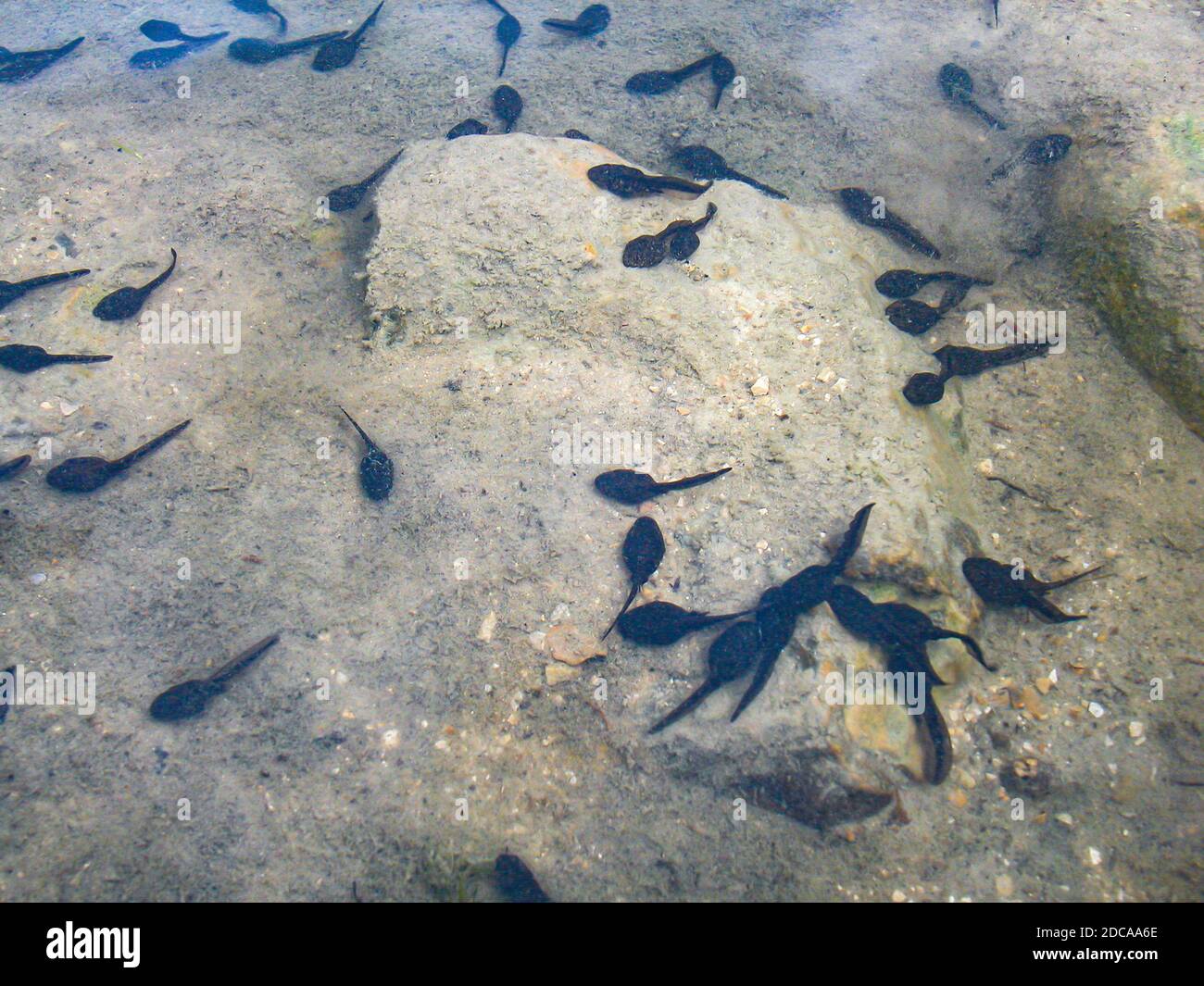 tadpoles of common toad (Bufo bufo Stock Photo - Alamy