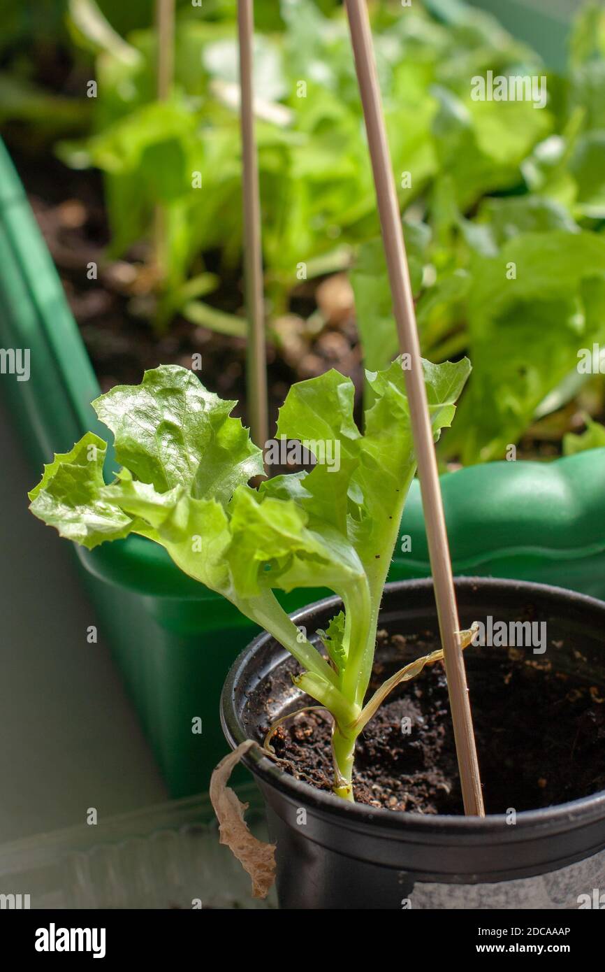 Green lettuce leaves grow in pots with earth on the windowsill. Growing ...