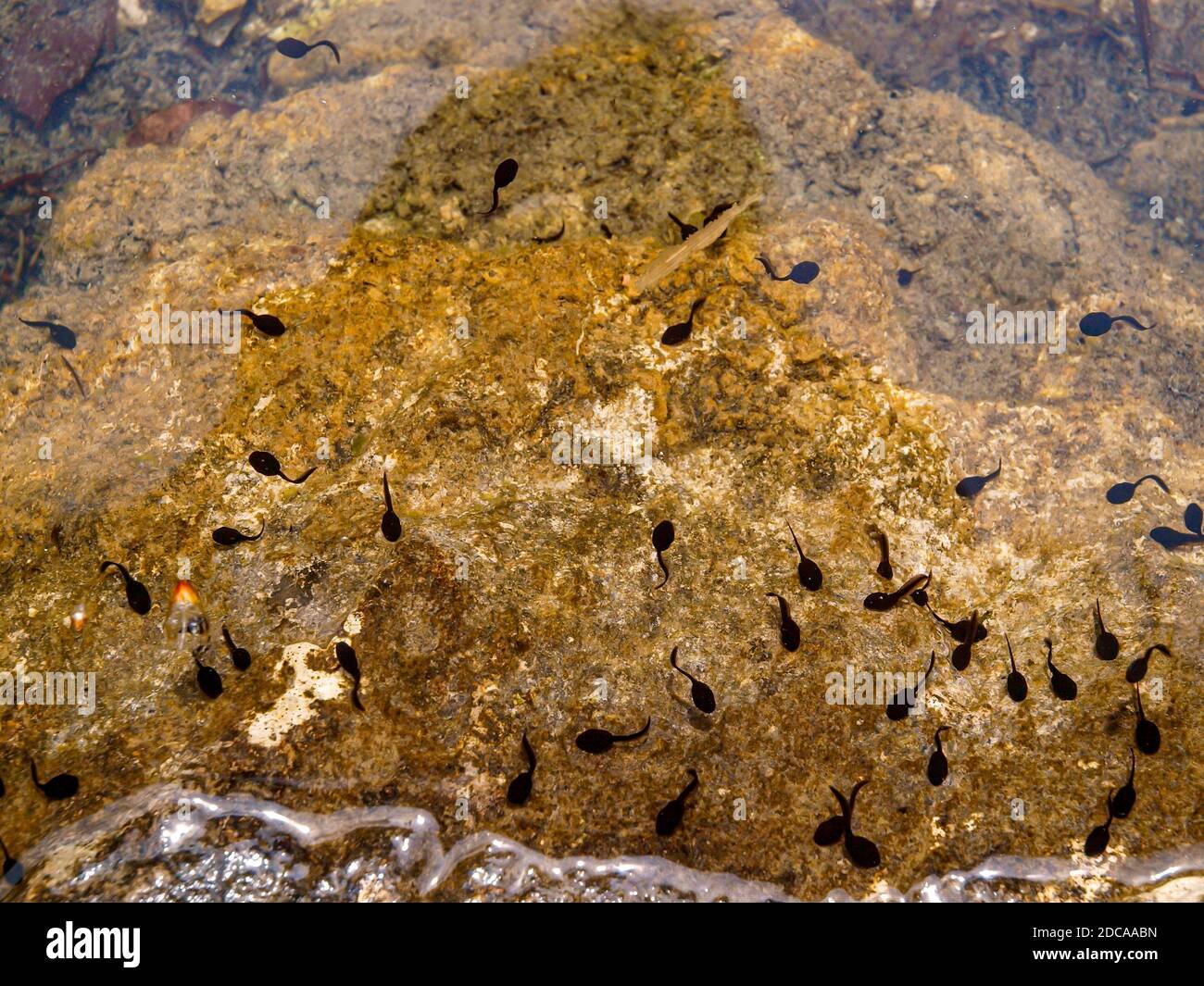tadpoles of common toad (Bufo bufo Stock Photo - Alamy
