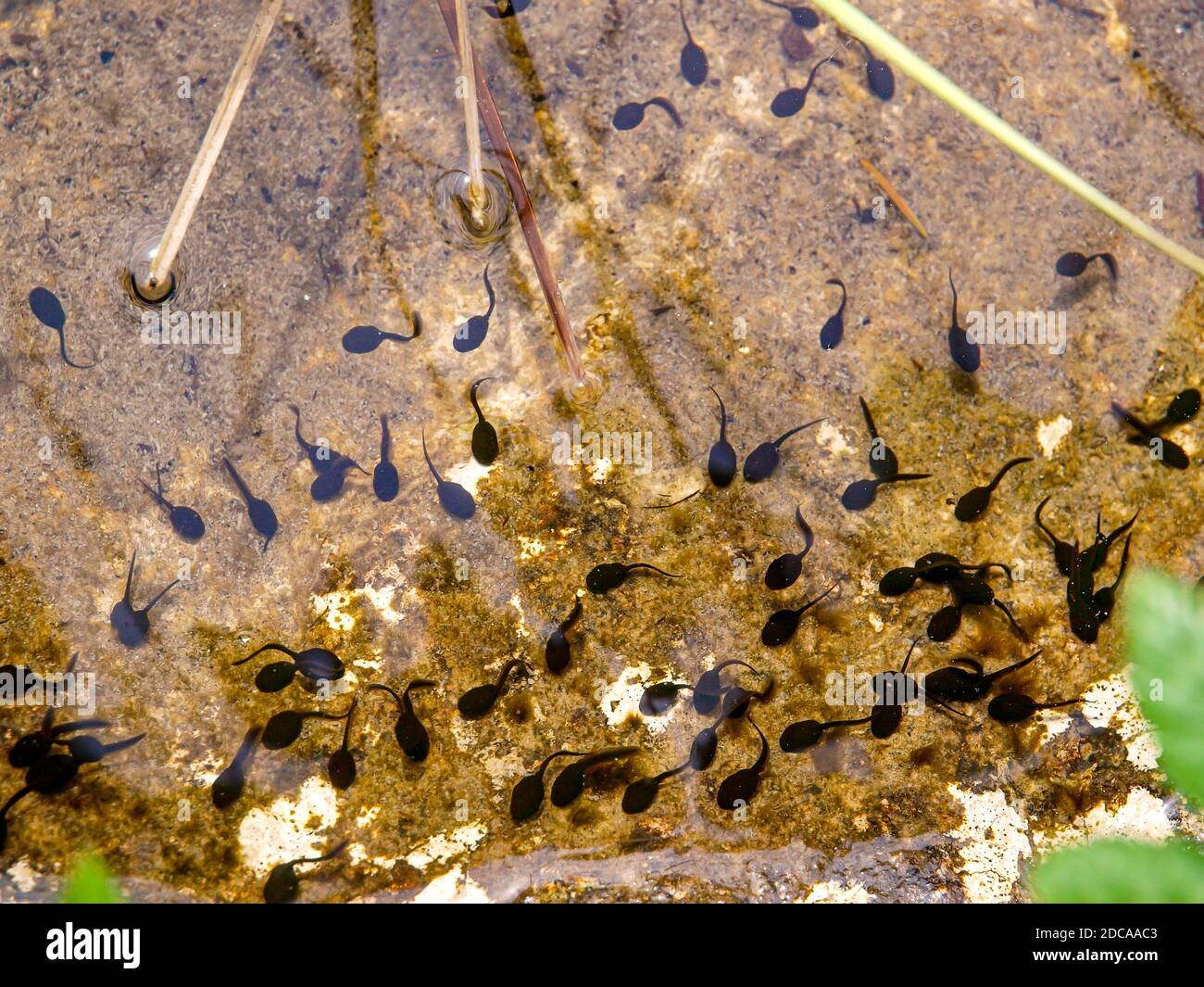 Lurch tadpoles hi-res stock photography and images - Alamy