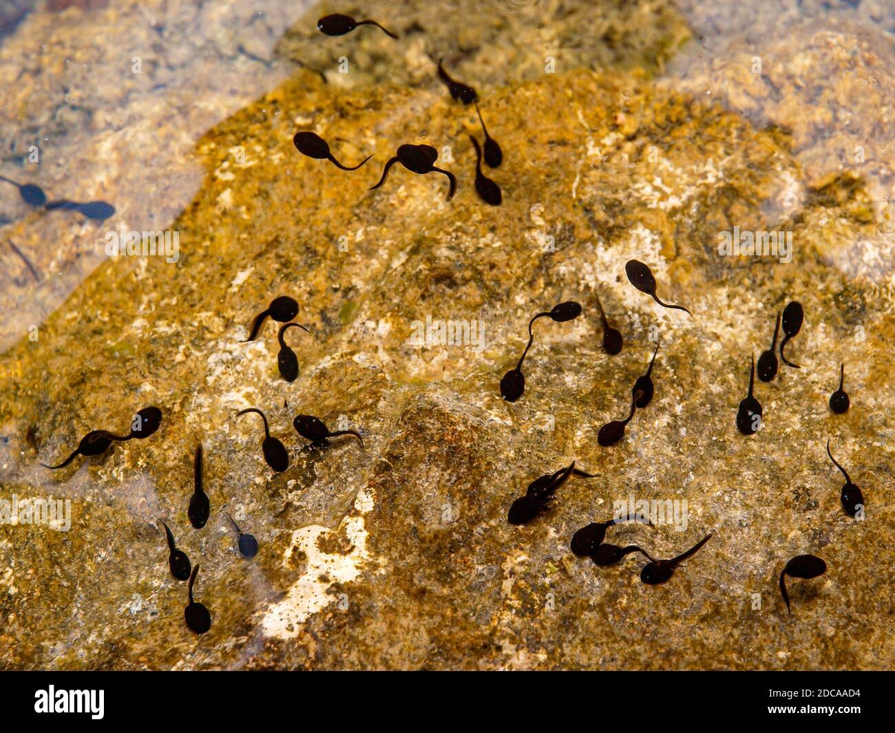 tadpoles of common toad (Bufo bufo Stock Photo - Alamy