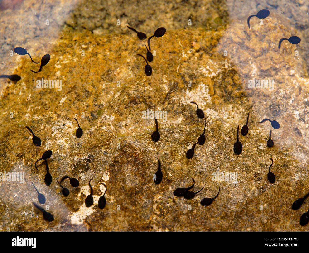 tadpoles of common toad (Bufo bufo Stock Photo - Alamy