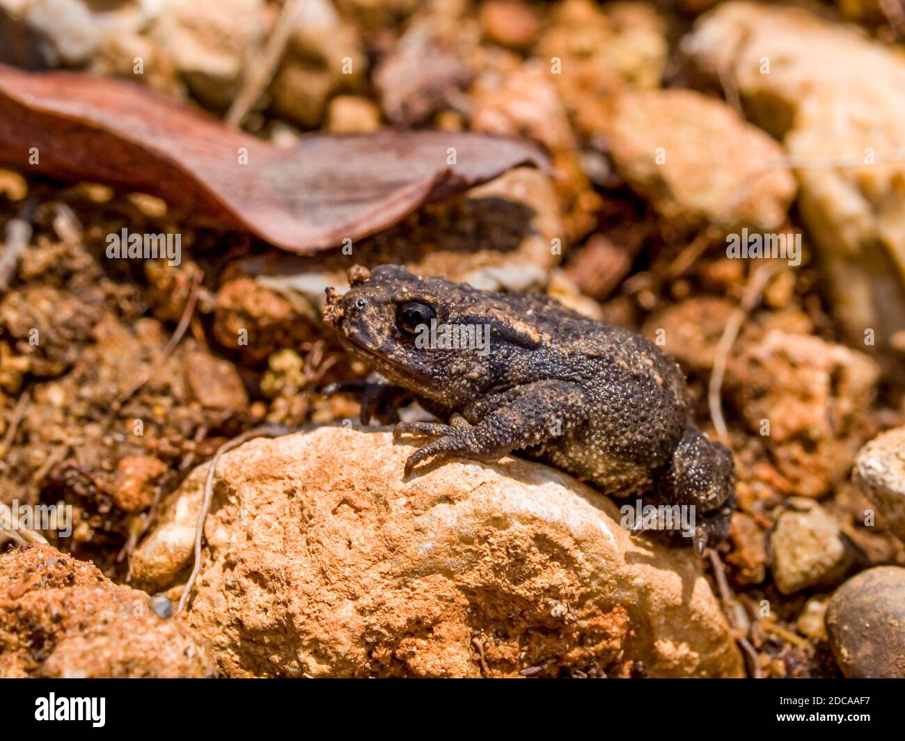 juvenile common toad (Bufo bufo Stock Photo - Alamy