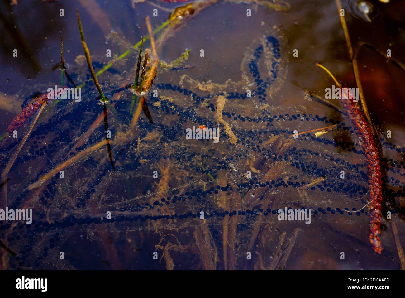 Toad spawn not frog hi-res stock photography and images - Alamy