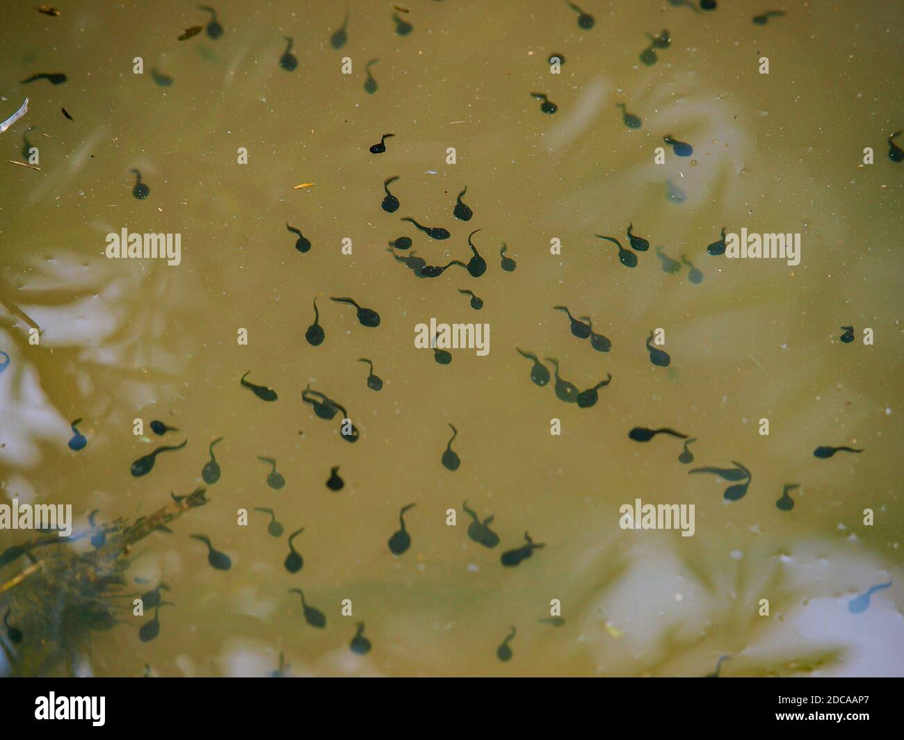 tadpoles of the common toad (Bufo bufo Stock Photo - Alamy