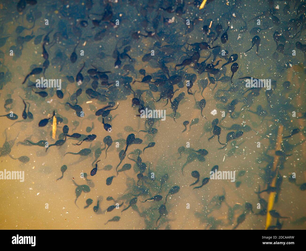 Lurch tadpoles hi-res stock photography and images - Alamy