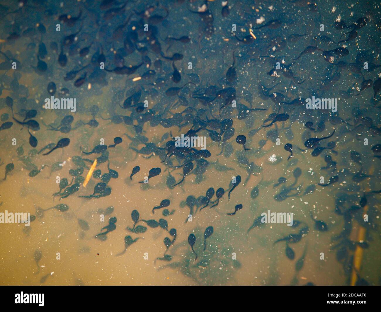 Lurch tadpoles hi-res stock photography and images - Alamy