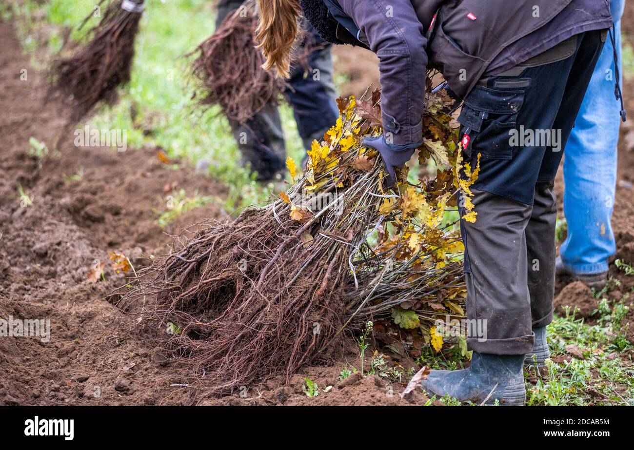 Boitin, Germany. 18th Nov, 2020. An employee of the Güstrower Garten ...