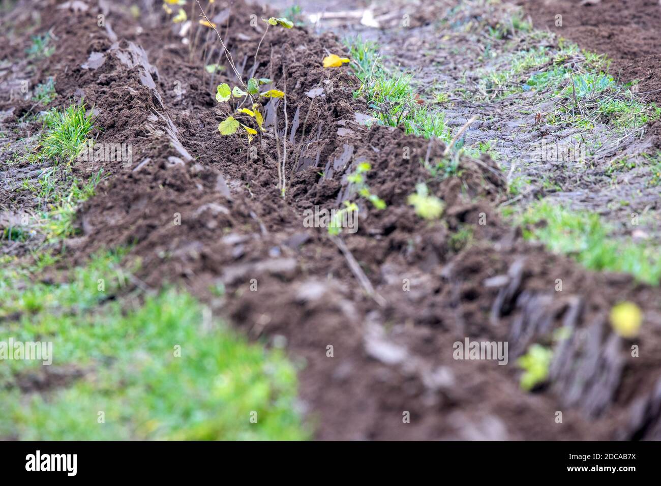 Boitin, Germany. 18th Nov, 2020. Young trees and bushes are planted by ...