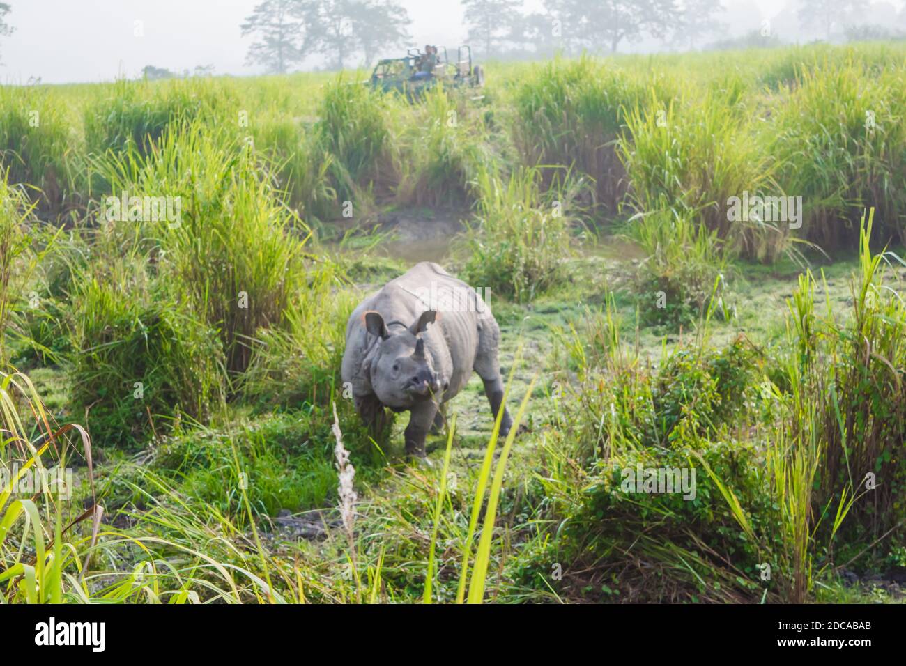 Indian one horned big rhinoceros in Kaziranga National Park - Assam ...