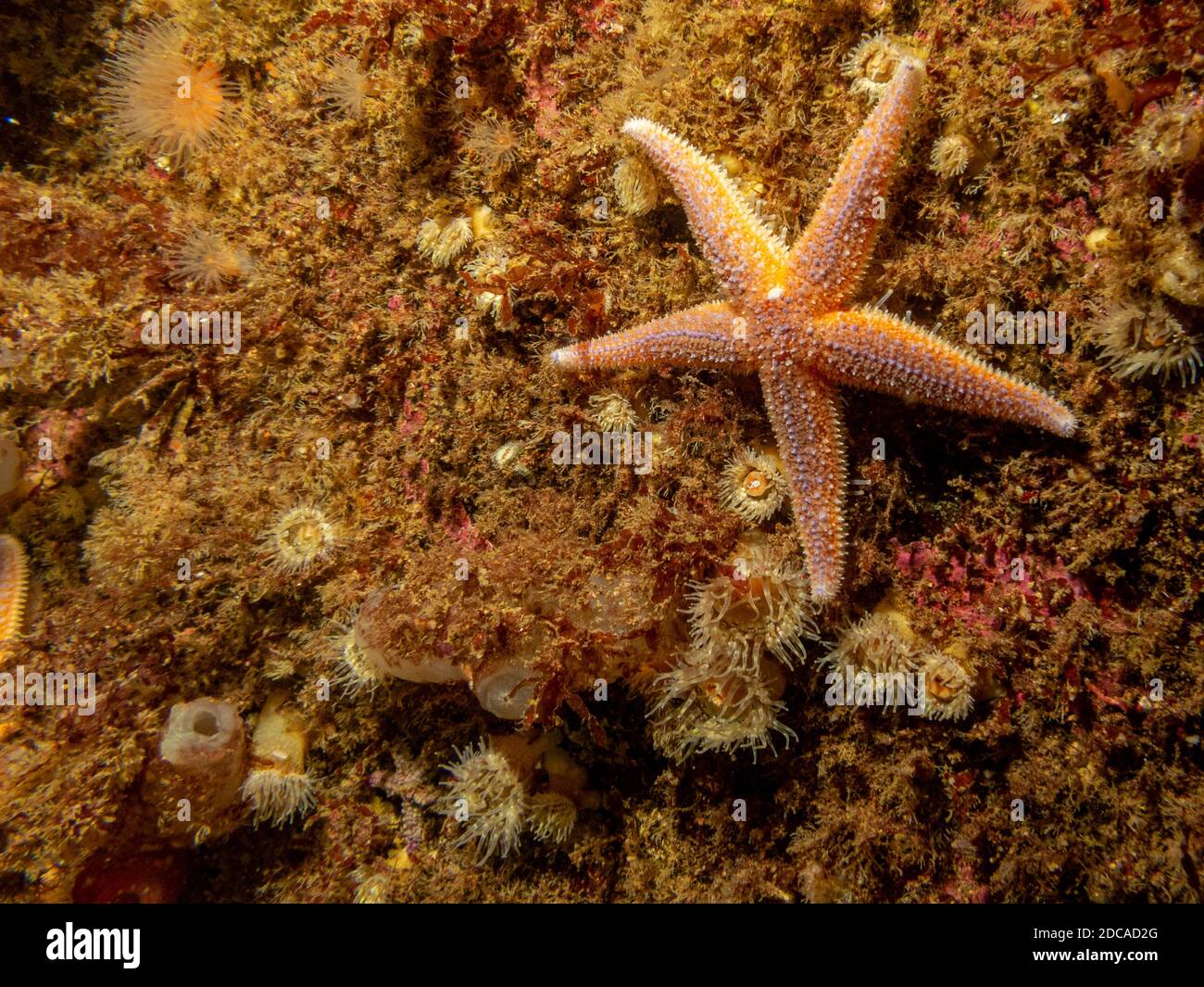 A closeup picture of a common starfish, common sea star or sugar ...
