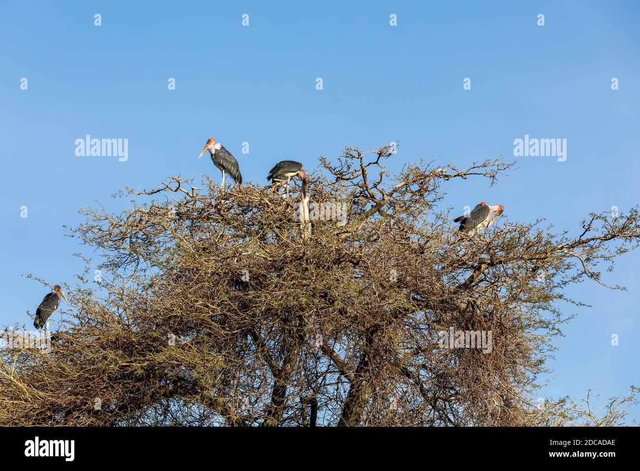 Leptoptilos, genus of very large tropical storks, also known as Marabou ...