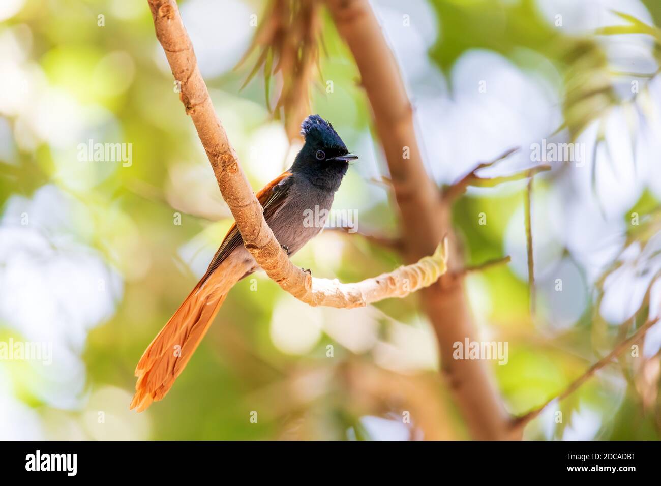 Female African Paradise Flycatcher High Resolution Stock Photography ...
