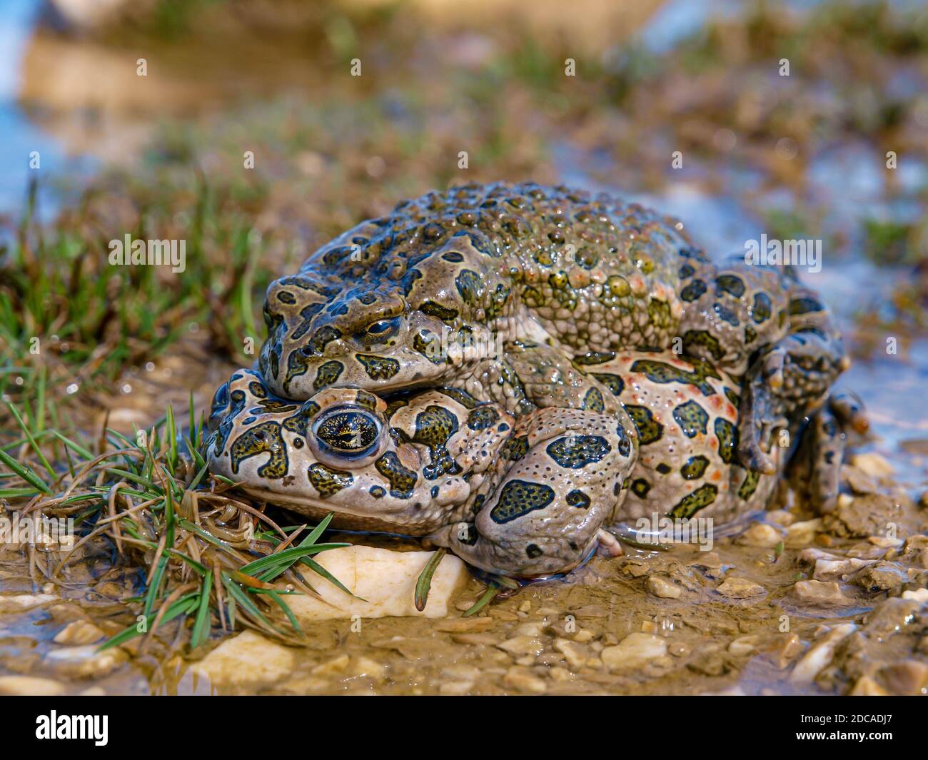 green toad (bufotes viridis), close up Stock Photo - Alamy